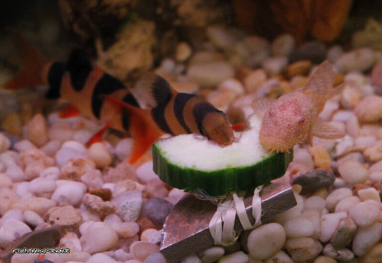 Clown Loach Care Guide: Tank Setup, Diet & Breeding Tips