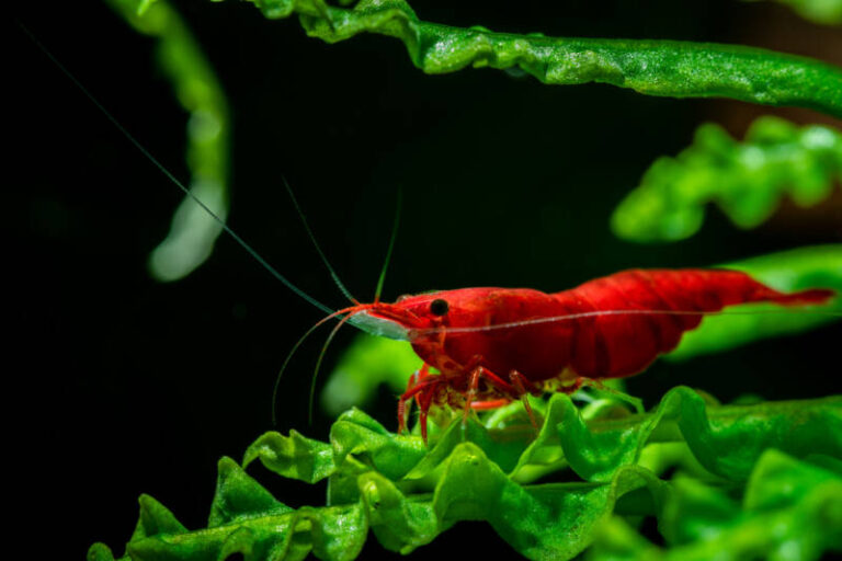 Red Cherry Shrimp Care Guide: Tank Setup, Diet & Breeding Tips