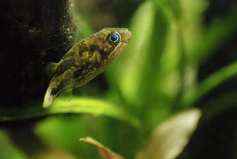 Pea Puffer Care Guide: Tank Setup, Diet & Breeding Tips