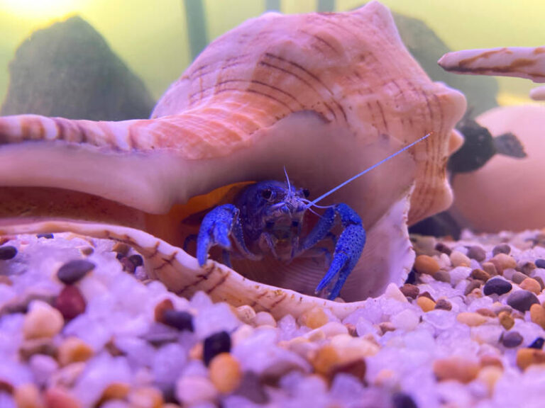 Electric Blue Crayfish Care Guide: Tank Setup, Diet & Breeding