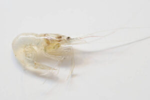 Ghost Shrimp Care: Breeding, Feeding & Tank Setup Tips