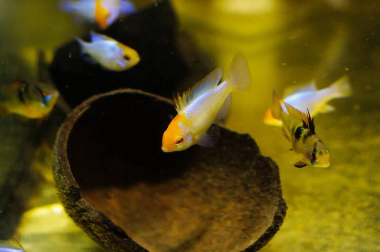 Ram Cichlid Care Guide: Tank Setup, Diet, Breeding & More