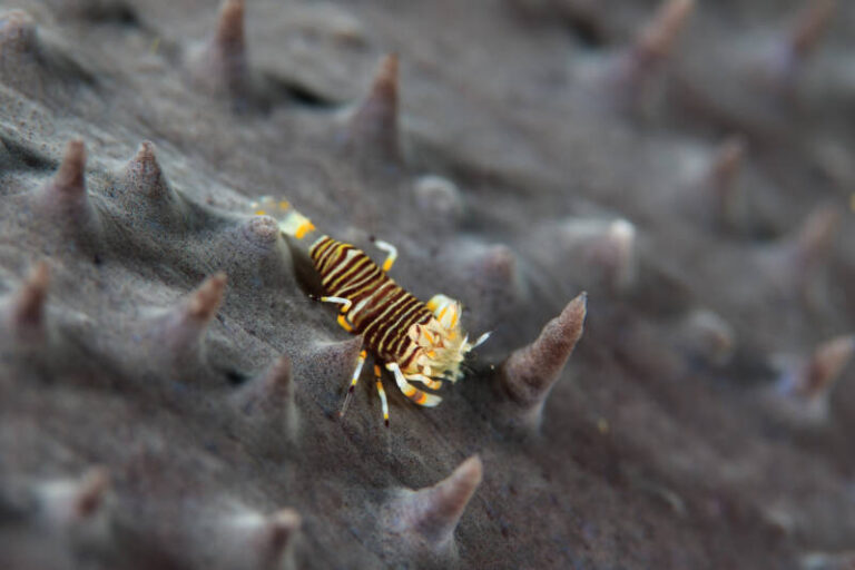 18 Types of Saltwater Shrimp: Care, Tank Setup & Diet Tips