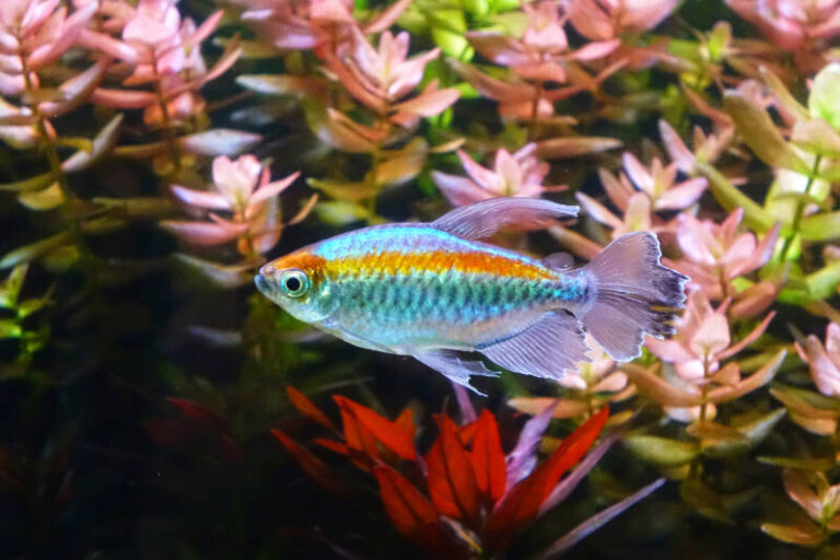 Congo Tetra Care Guide: Tank Setup, Diet & Breeding Tips