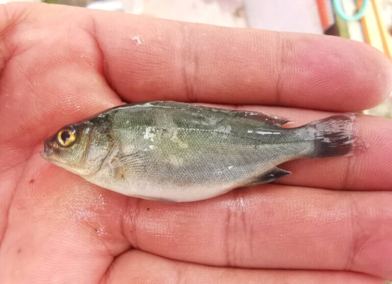 12 Best Fish for Aquaponics: Edible & Ornamental Options