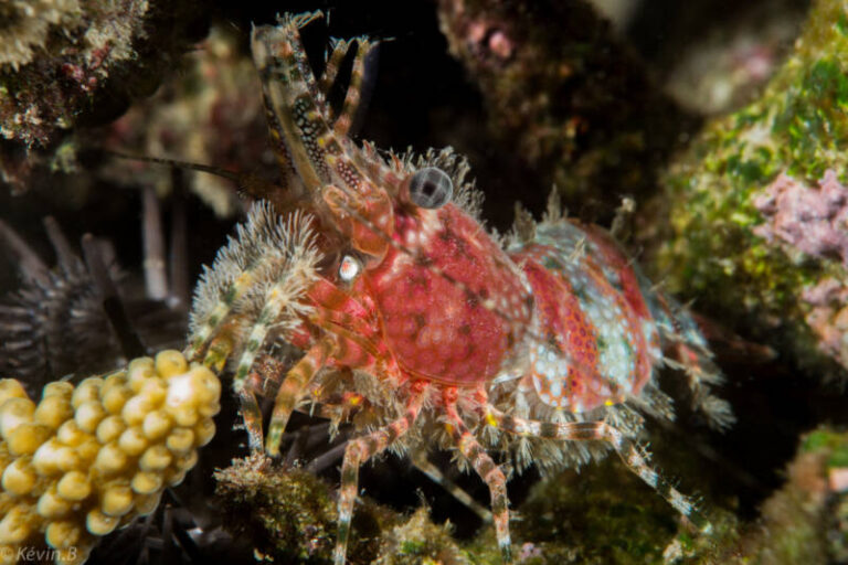 18 Types of Saltwater Shrimp: Care, Tank Setup & Diet Tips