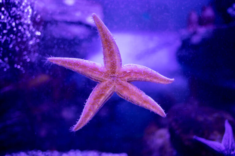 Starfish Care Guide: Types, Tank Setup & Feeding Tips