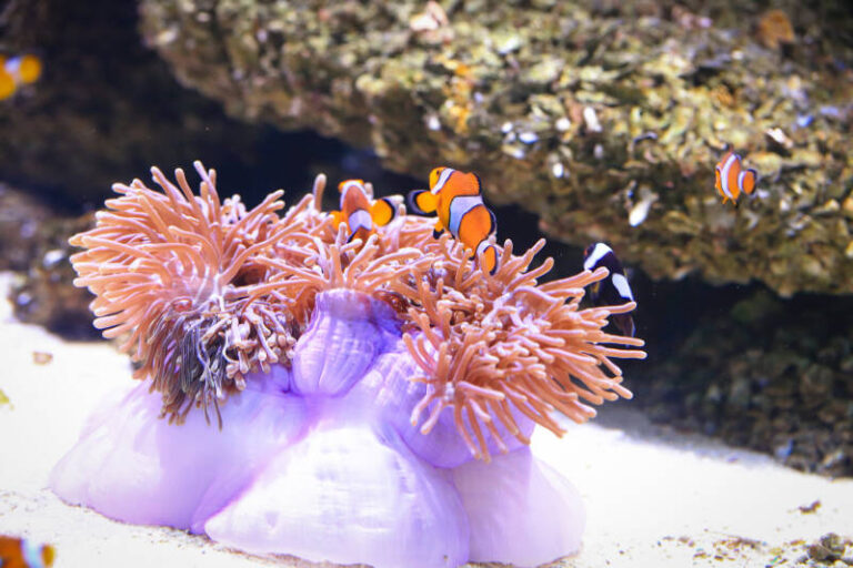 Sea Anemone Care Guide: Types, Tank Setup & Tips