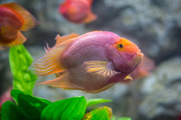 Blood Parrot Cichlid Care Guide: Tank Setup & Tips