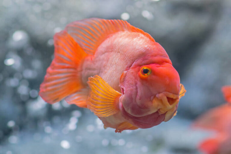Blood Parrot Cichlid Care Guide: Tank Setup & Tips