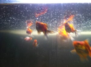 Goldfish Breeding Guide: Eggs, Fry & Tank Setup