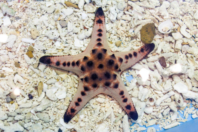 Starfish Care Guide: Types, Tank Setup & Feeding Tips