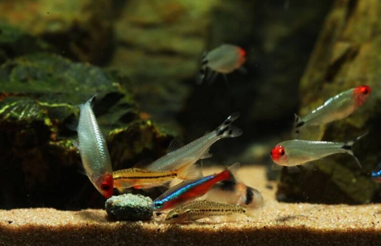 Rummy Nose Tetra Care Guide: Tank Setup & Breeding Tips