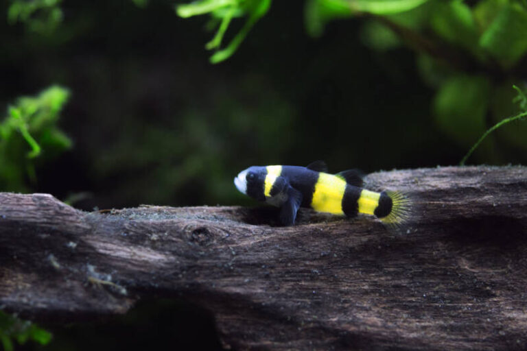 Bumblebee Goby • Care Guide (Tank Setup, Mates & Diet)
