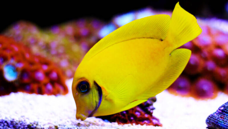 Tang Fish Care Guide: Types, Tank Setup & Diet Tips