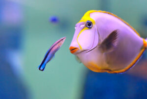 Tang Fish Care Guide: Types, Tank Setup & Diet Tips