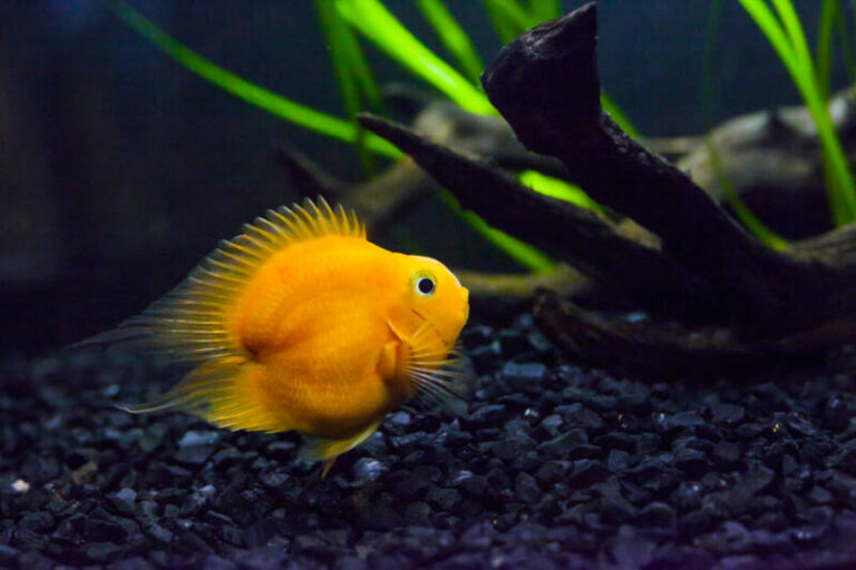 Blood Parrot Cichlid Care Guide: Tank Setup & Tips