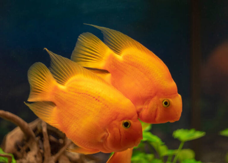 Blood Parrot Cichlid Care Guide: Tank Setup & Tips