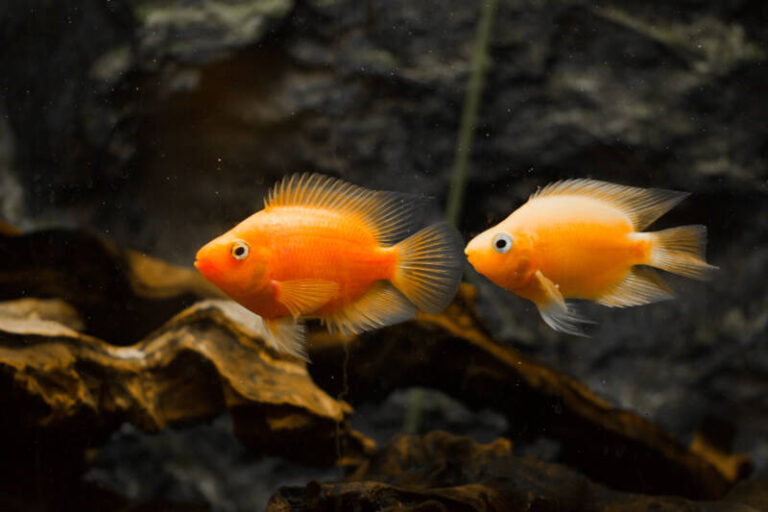 Blood Parrot Cichlid Care Guide: Tank Setup & Tips