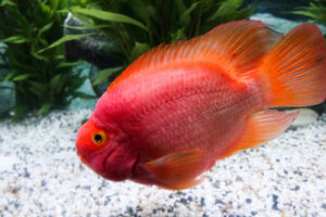 Blood Parrot Cichlid Care Guide: Tank Setup & Tips