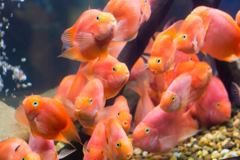 Blood Parrot Cichlid Care Guide: Tank Setup & Tips