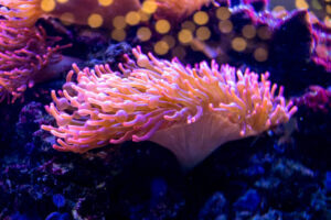 Sea Anemone Care Guide: Types, Tank Setup & Tips