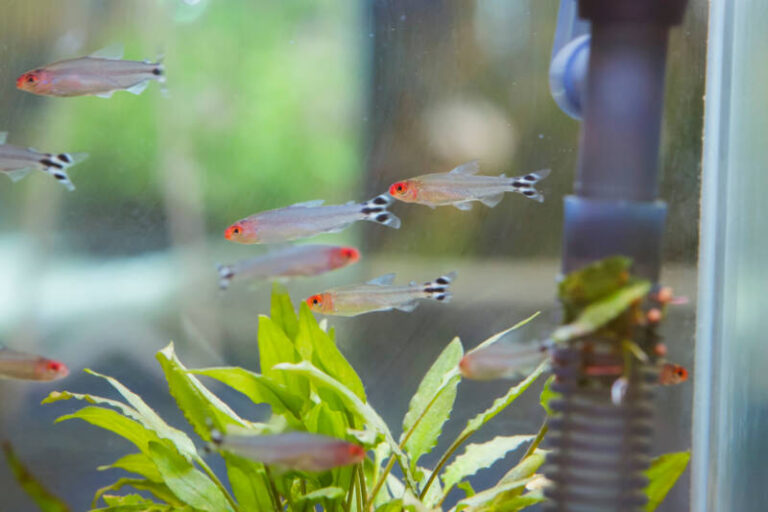 Rummy Nose Tetra Care Guide: Tank Setup & Breeding Tips