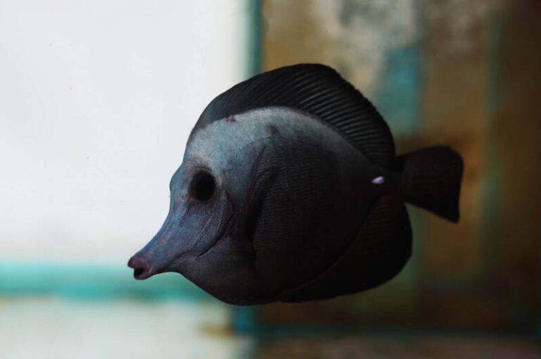 Tang Fish Care Guide: Types, Tank Setup & Diet Tips