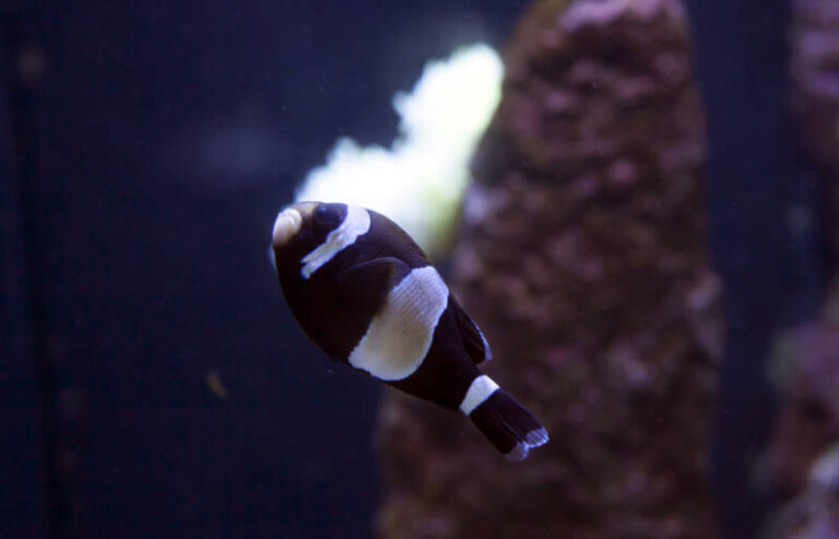 Clownfish Care Guide: Types, Tank Setup, and Anemone Pairing