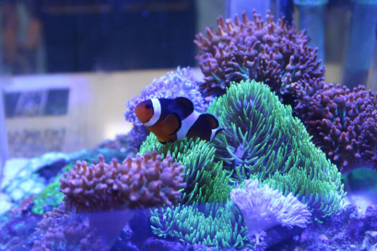 Clownfish Care Guide: Types, Tank Setup, and Anemone Pairing