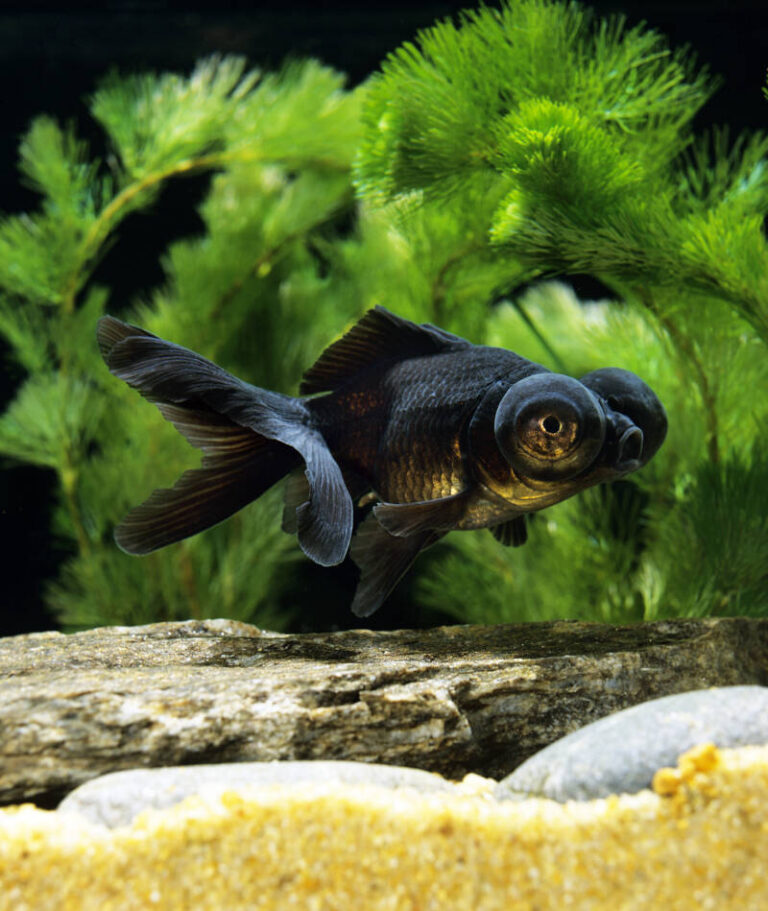 Black Moor Goldfish: Care Guide (Setup, Diet & Breeding)