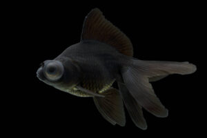 Black Moor Goldfish Care: Tank Setup, Diet & Breeding Tips