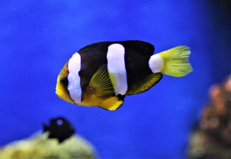 Clownfish Care Guide: Types, Tank Setup, and Anemone Pairing