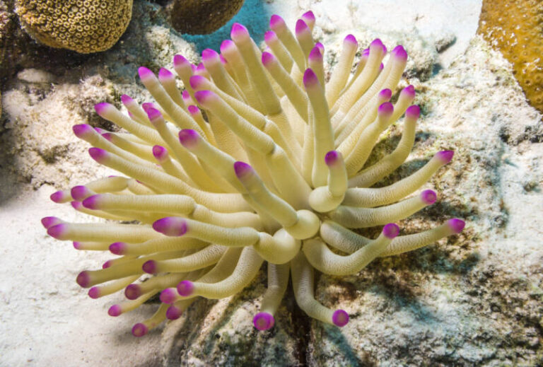 Sea Anemone Care Guide: Types, Tank Setup & Tips