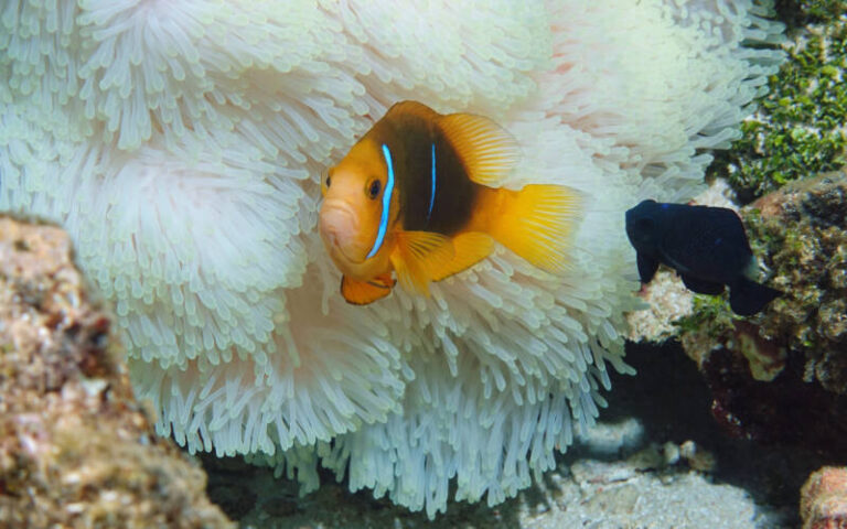 Clownfish Care Guide: Types, Tank Setup, and Anemone Pairing