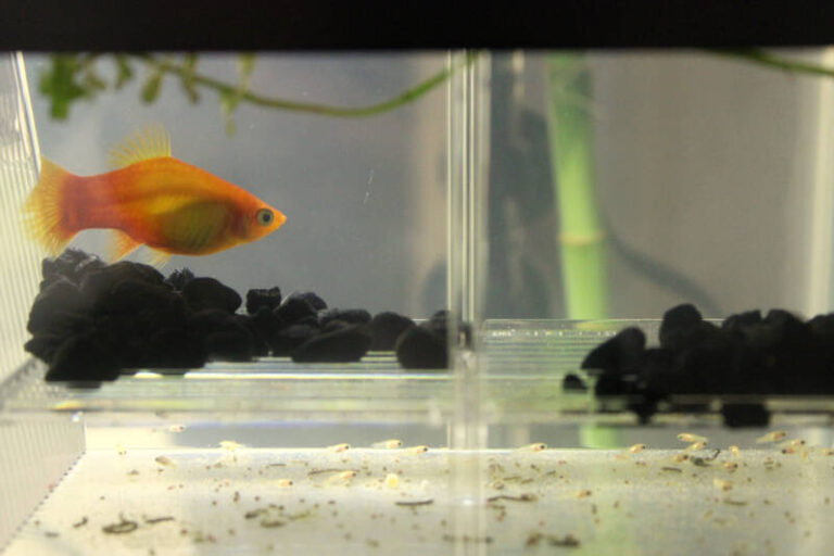 Platy Fish Breeding Guide: Care, Tips & Tank Setup