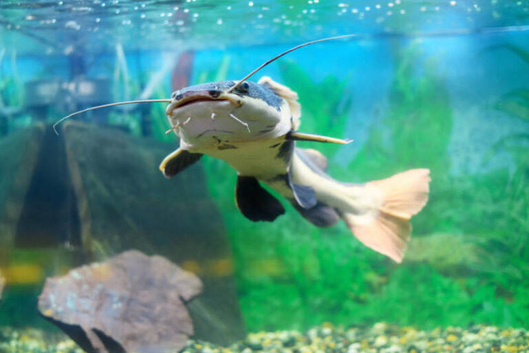 Redtail Catfish Care: Tank Setup, Diet & Tips