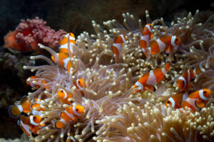 Clownfish Care Guide: Types, Tank Setup, and Anemone Pairing