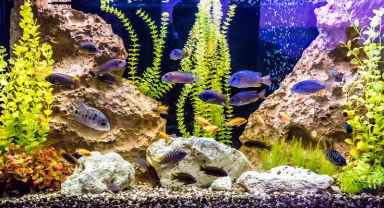 42+ Most Unique & Beautiful Types of Cichlids for Every Aquarist