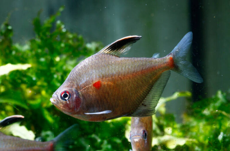 25+ Colorful & Peaceful Angelfish Compatible Tank Mates (All Sizes)