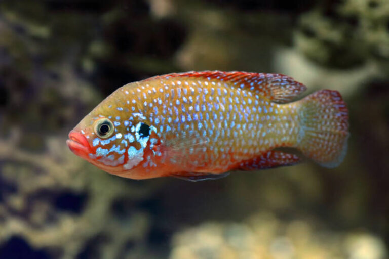 Jewel Cichlid • Care Guide (Setup, Mates & Breeding)