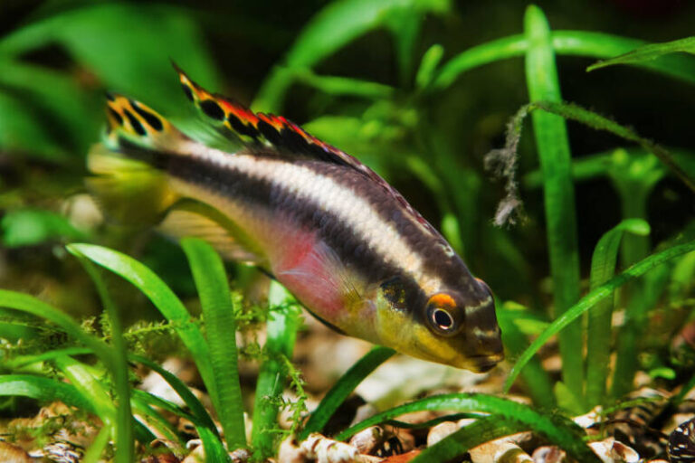 Kribensis Cichlid • Care Guide (Setup, Mates & Diet)