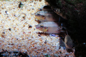 Kribensis Cichlid • Care Guide (Setup, Mates & Diet)