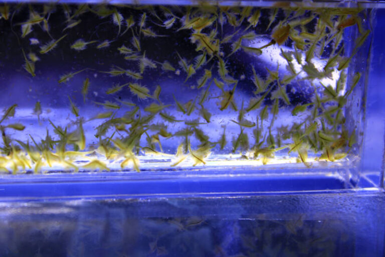 Brine Shrimp Aquarium Guide: Setup, Feeding, and Care Tips