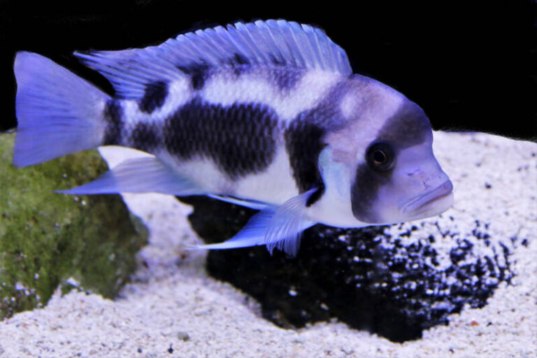 Frontosa Cichlid Care: Tank Setup, Behavior & Breeding