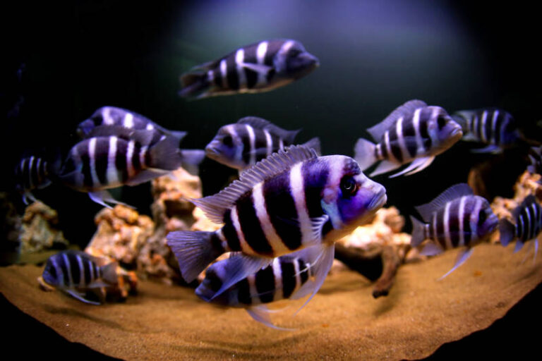 42+ Most Unique & Beautiful Types of Cichlids for Every Aquarist