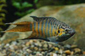 Paradise Fish Care: Tank Setup, Behavior & Breeding Tips