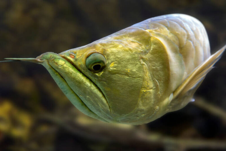 Silver Arowana Care Guide: Tank Setup, Diet, and Breeding Tips