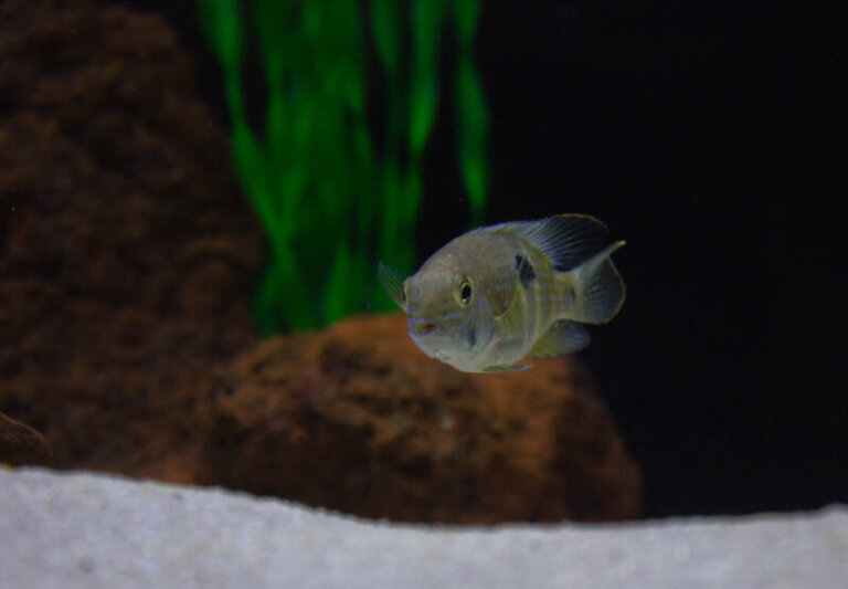 Green Terror Cichlid: Care, Aggression & Tank Mates