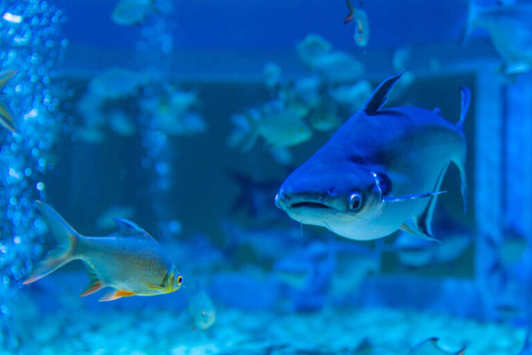 Iridescent Shark Care: Tank Size, Behavior & Lifespan
